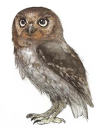 Gylfie (Movie) | Guardians of Ga’Hoole Wiki | Fandom