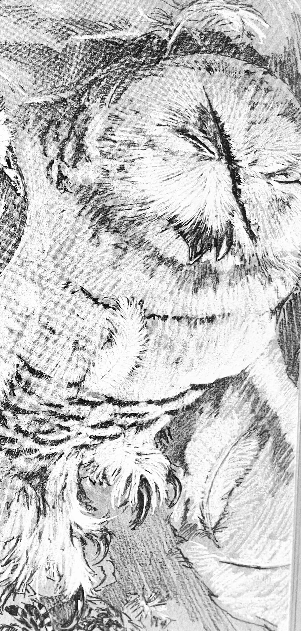 Finny | Guardians of Ga’Hoole Wiki | Fandom