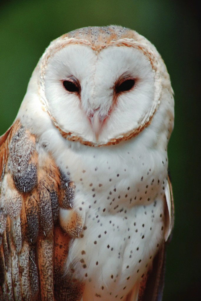 Barn Owls | Guardians of Ga’Hoole Wiki | Fandom