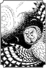 Scroom | Guardians of Ga’Hoole Wiki | Fandom