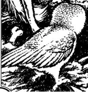 Coryn | Guardians of Ga’Hoole Wiki | Fandom