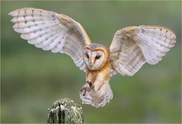 Barn Owls | Guardians of Ga’Hoole Wiki | Fandom