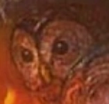 Otulissa (Books) | Guardians of Ga’Hoole Wiki | Fandom