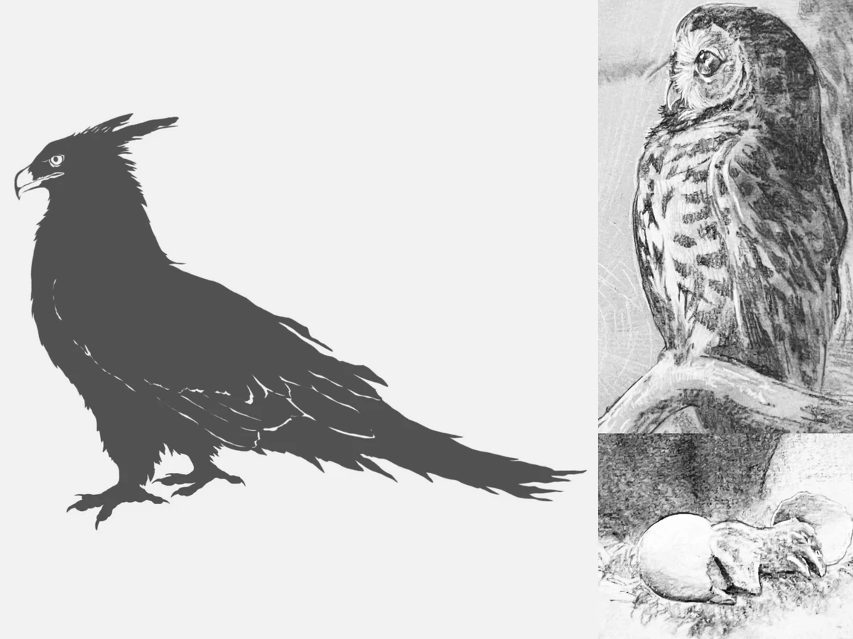 Lutta | Guardians of Ga’Hoole Wiki | Fandom