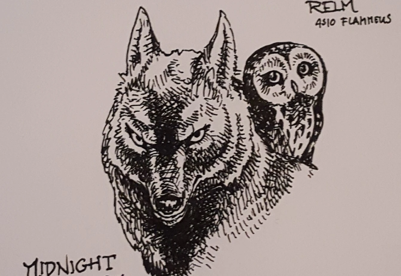 Midnight | Guardians of Ga'Hoole Fanon Wikia | Fandom