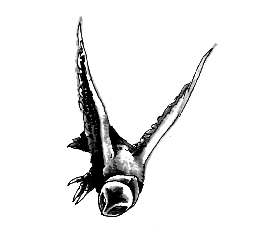 Kellick | Guardians of Ga'Hoole Fanon Wikia | Fandom