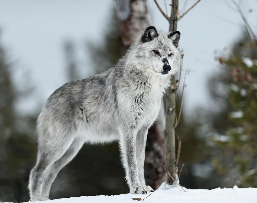 Mira | GuardianWolf Wiki | Fandom