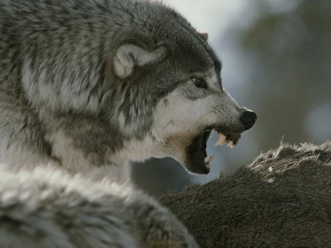 Shirol | GuardianWolf Wiki | Fandom