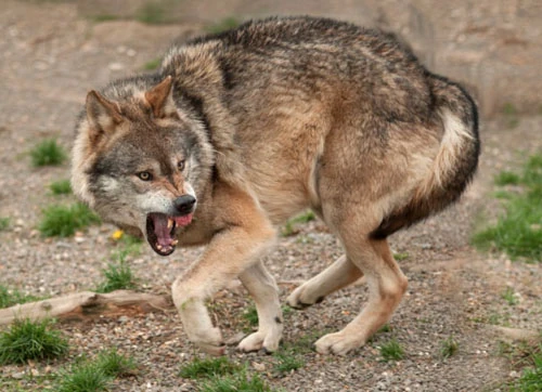 Abnormal Wolf | GuardianWolf Wiki | Fandom