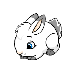 Snowbunny | Neopets Wiki | Fandom