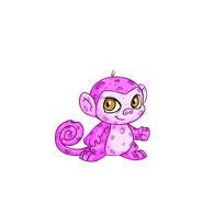 Mynci | Neopets Wiki | Fandom