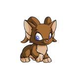 Acara | Neopets Wiki | Fandom