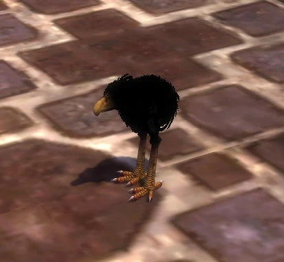 Poussin moa noir | Guild Wars Wikia | Fandom