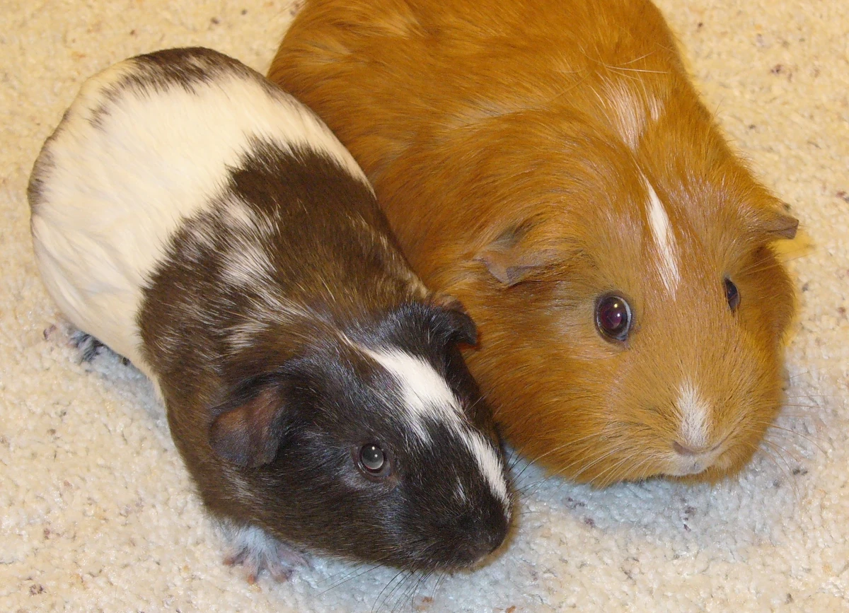 American | Guinea Pig Wiki | Fandom
