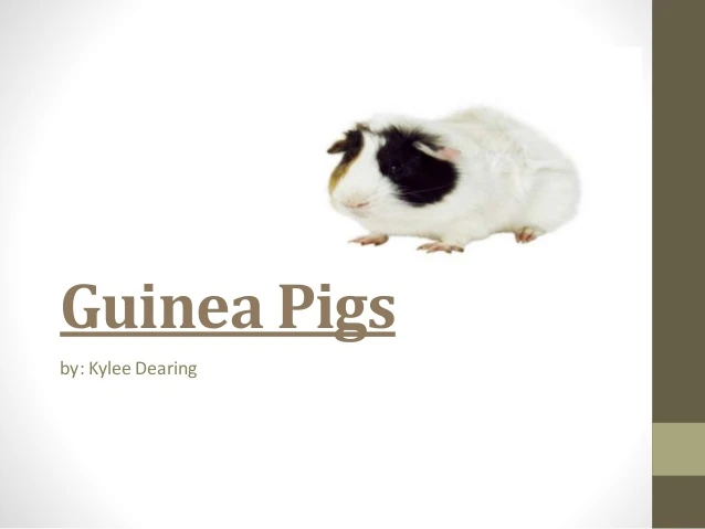 Powerpoint Presentation About Guinea Pig Tips and Facts | Guinea Pig ...