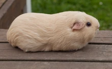 List of Coat Colors and Patterns | Guinea Pig Wikia | Fandom