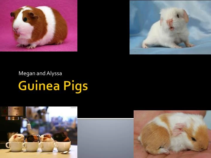 Guinea Pigs - PowerPoint PPT Presentation (5) | Guinea Pig Wikia | Fandom