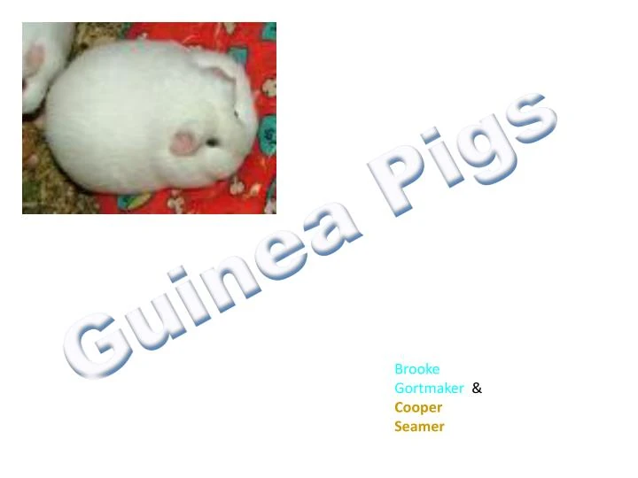 Guinea Pigs - PowerPoint PPT Presentation | Guinea Pig Wikia | Fandom