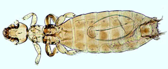 Guinea Pig Diseases - PowerPoint PPT Presentation | Guinea Pig Wikia ...