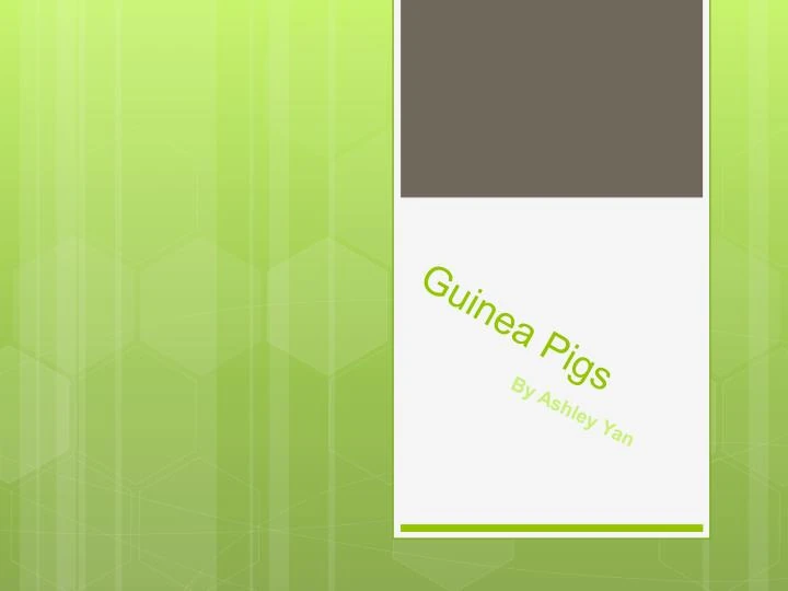 Guinea Pigs - PowerPoint PPT Presentation (3) | Guinea Pig Wikia | Fandom