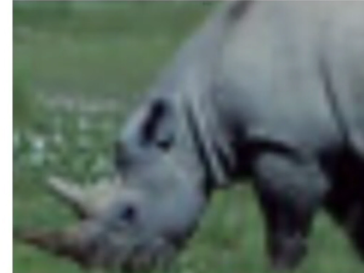 West African Black Rhinoceros | Gumball And Friends Wiki | Fandom