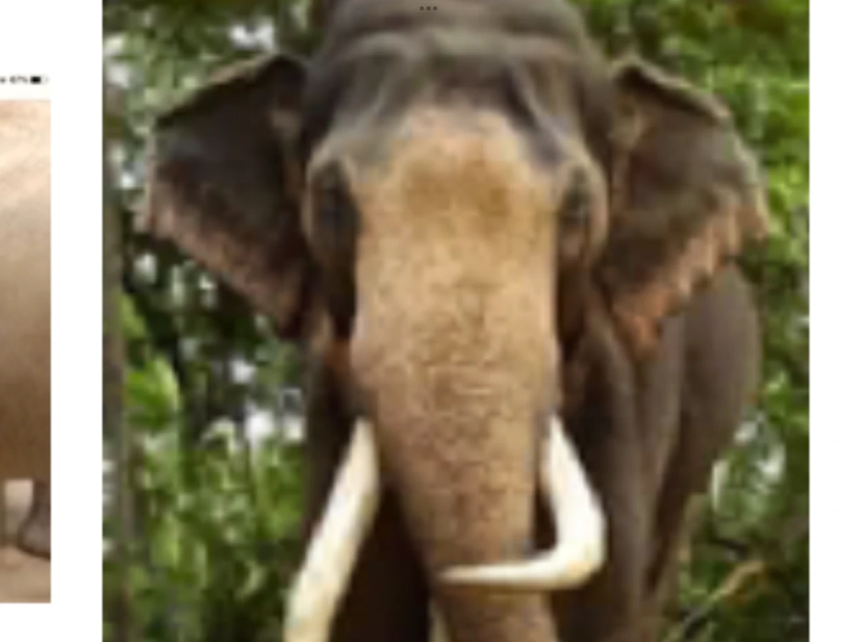 Sri Lankan Elephant | Gumball And Friends Wiki | Fandom