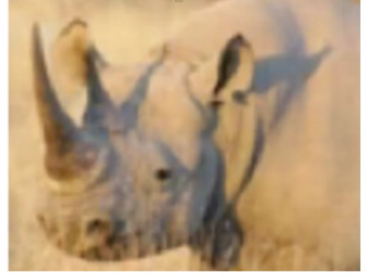 South-Western Black Rhinoceros | Gumball And Friends Wiki | Fandom