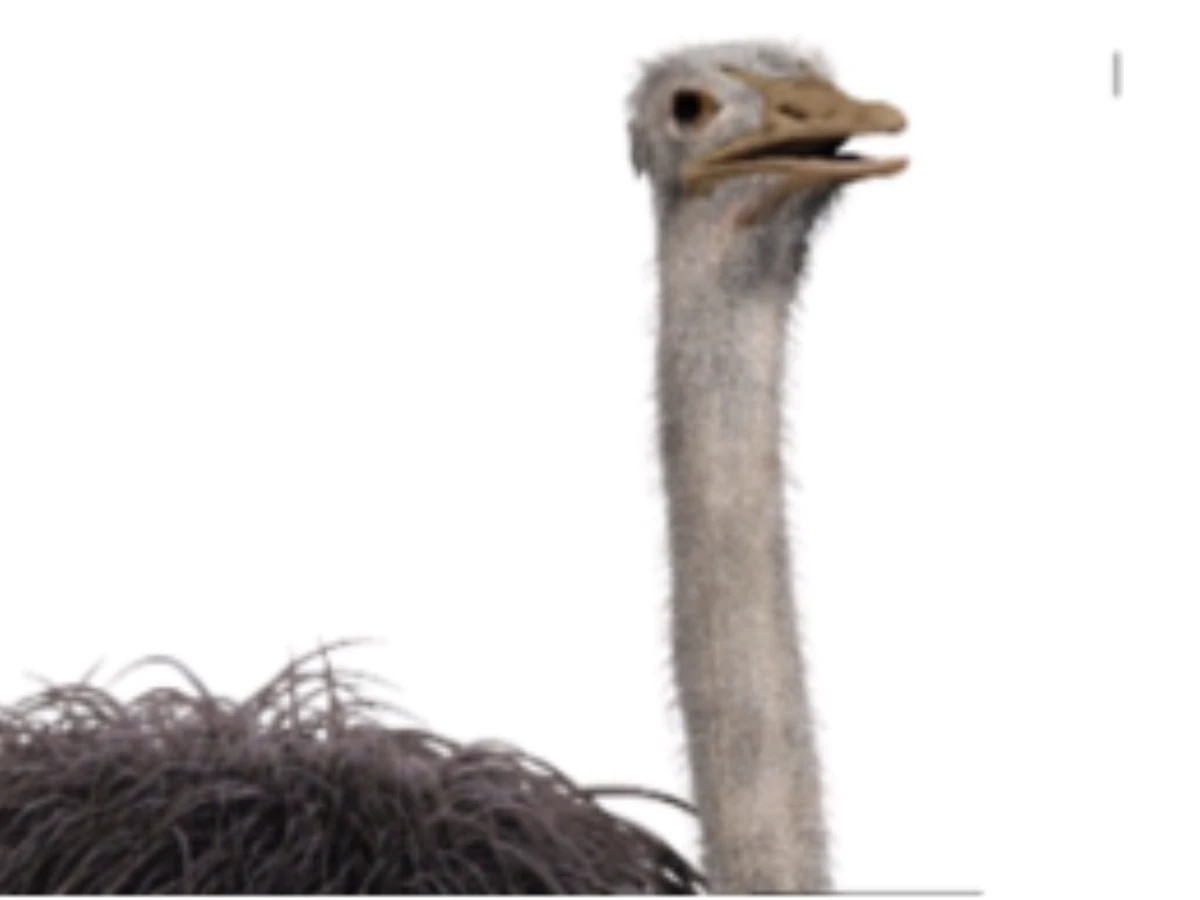 Woolly Ostrich | Gumball And Friends Wiki | Fandom