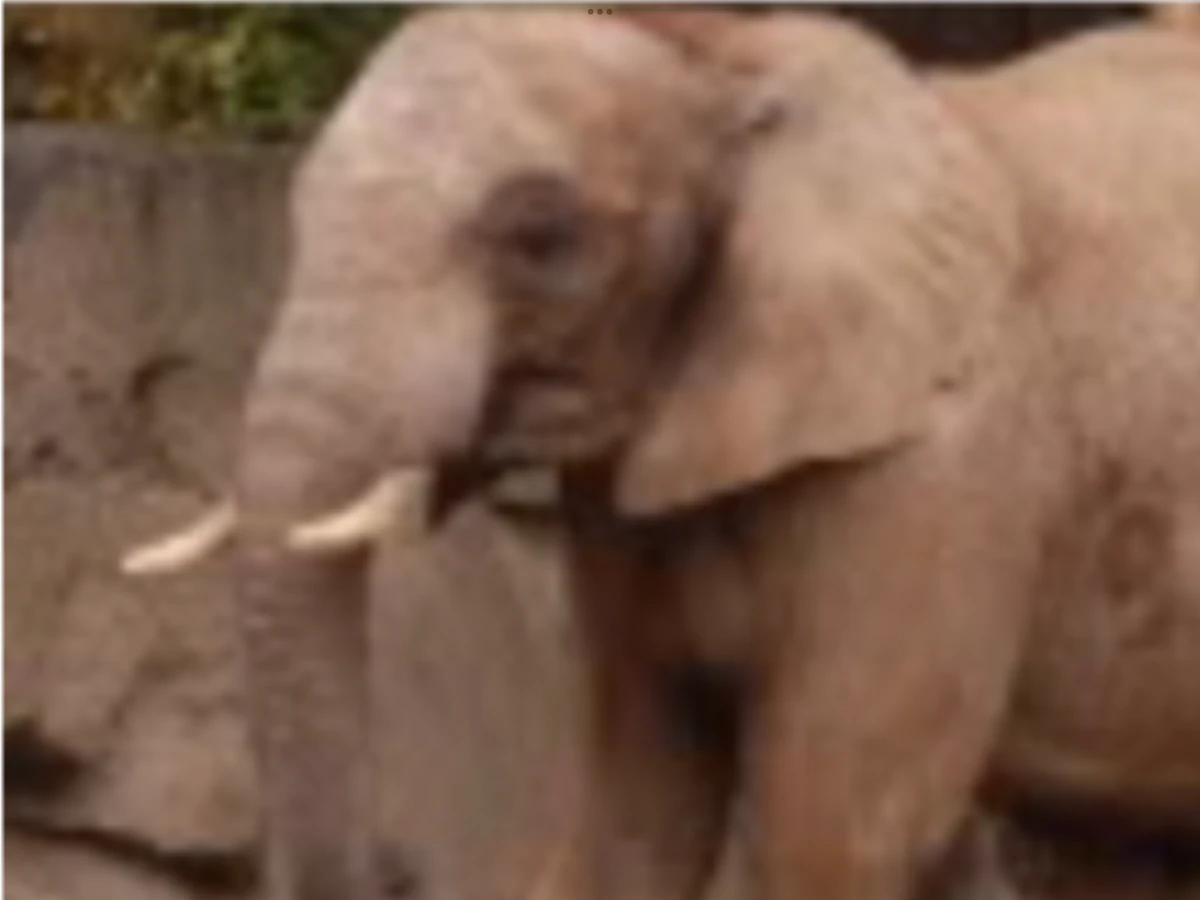 North African Bush Elephant | Gumball And Friends Wiki | Fandom