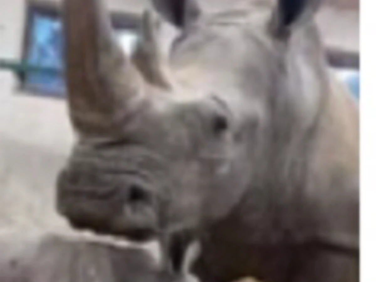 Southern White Rhinoceros | Gumball And Friends Wiki | Fandom