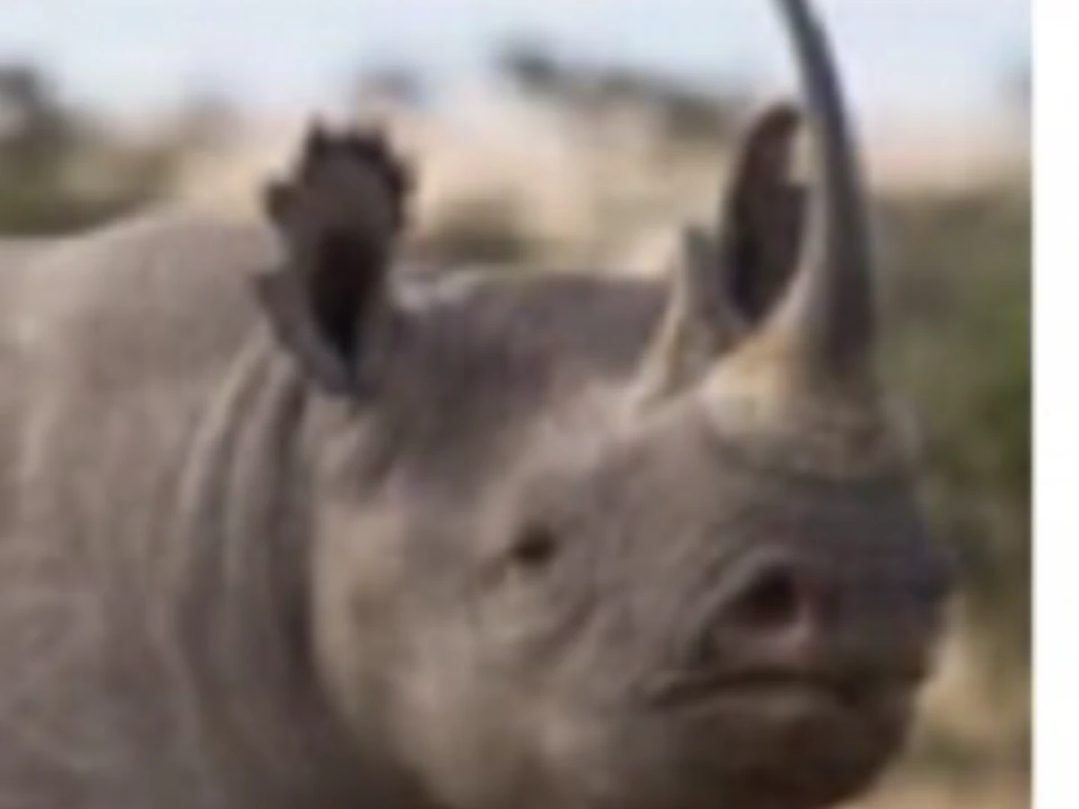 Eastern Black Rhinoceros | Gumball And Friends Wiki | Fandom