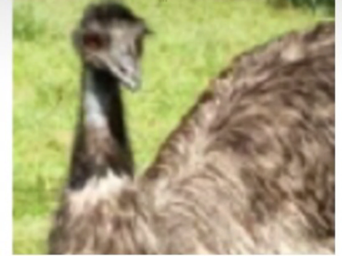 Emu | Gumball And Friends Wiki | Fandom