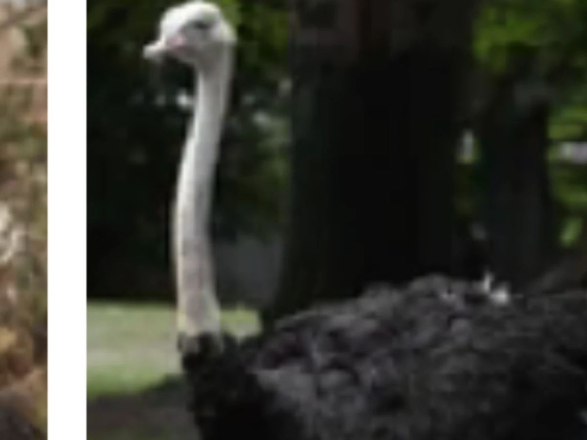 Southern Ostrich | Gumball And Friends Wiki | Fandom