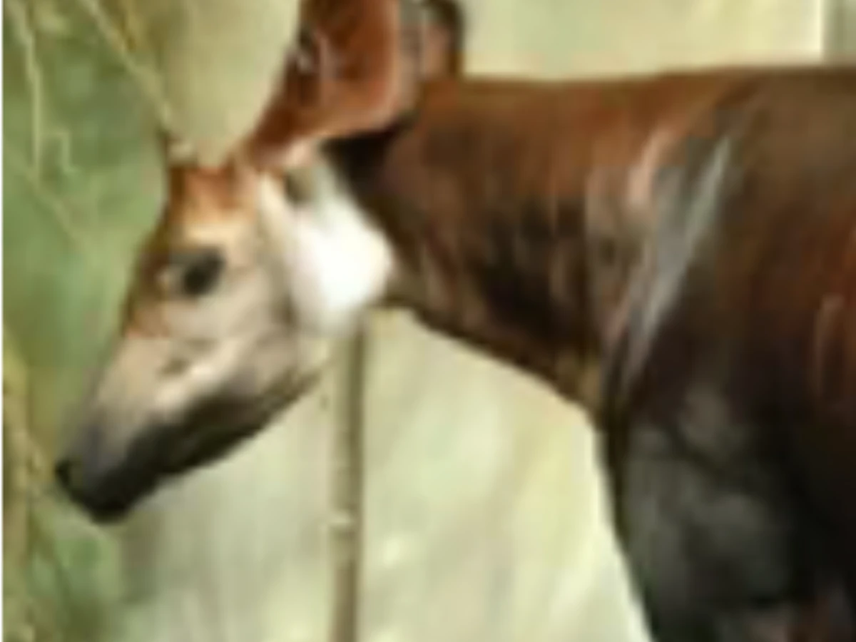 Okapi | Gumball And Friends Wiki | Fandom