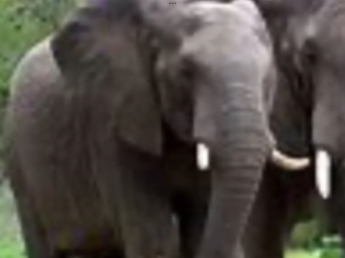 West African Forest Elephant | Gumball And Friends Wiki | Fandom