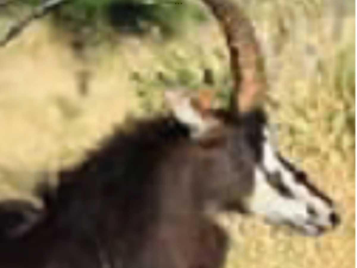 Sable Antelope Gumball And Friends Wiki Fandom