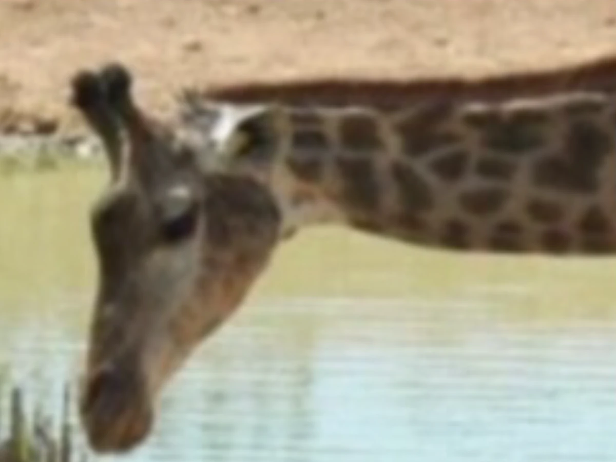 Woolly Giraffe | Gumball And Friends Wiki | Fandom