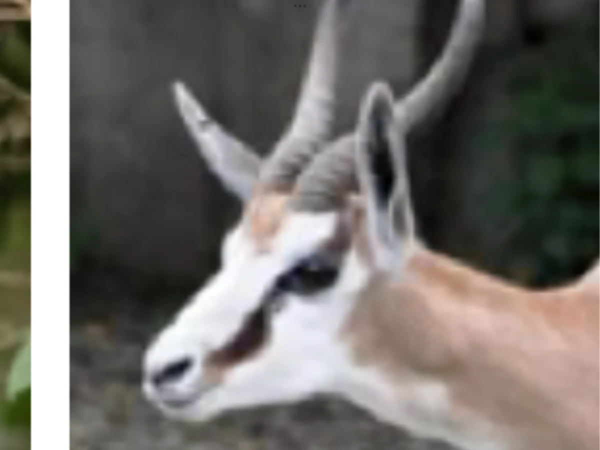 Springbok | Gumball And Friends Wiki | Fandom