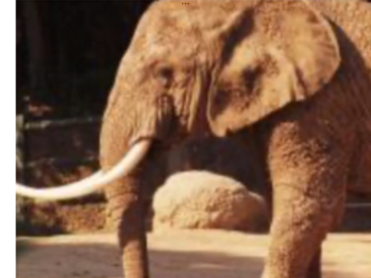 Desert Elephant | Gumball And Friends Wiki | Fandom