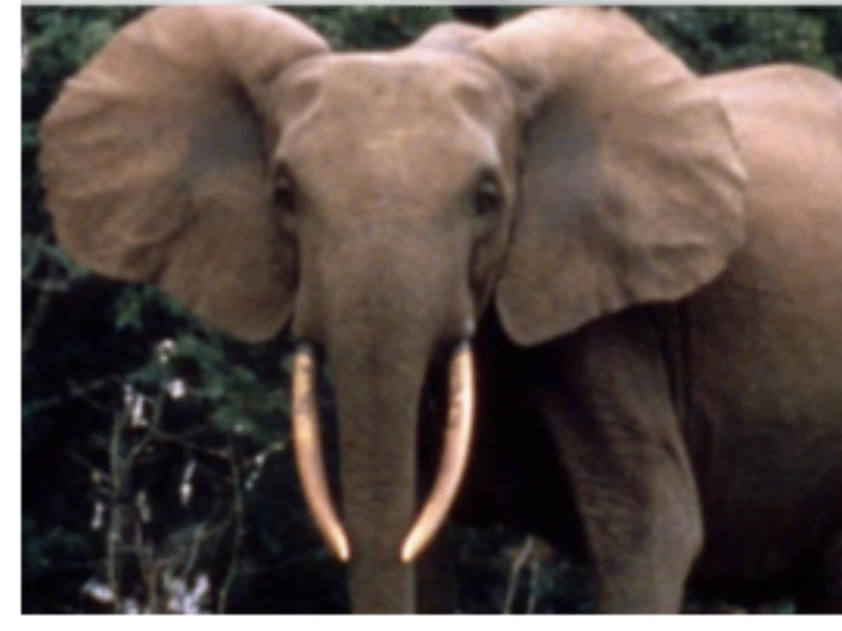 Gaboon African Forest Elephant | Gumball And Friends Wiki | Fandom