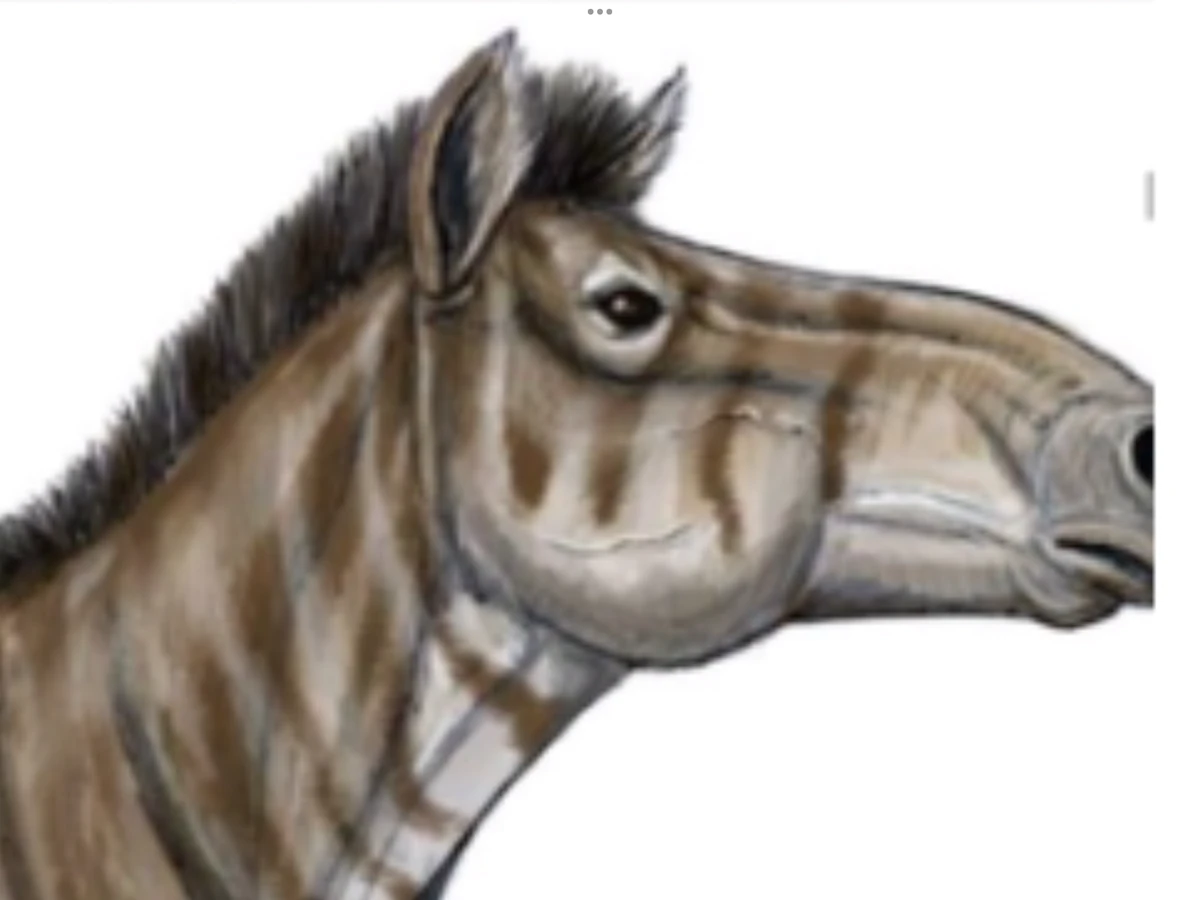 Woolly Zebra | Gumball And Friends Wiki | Fandom