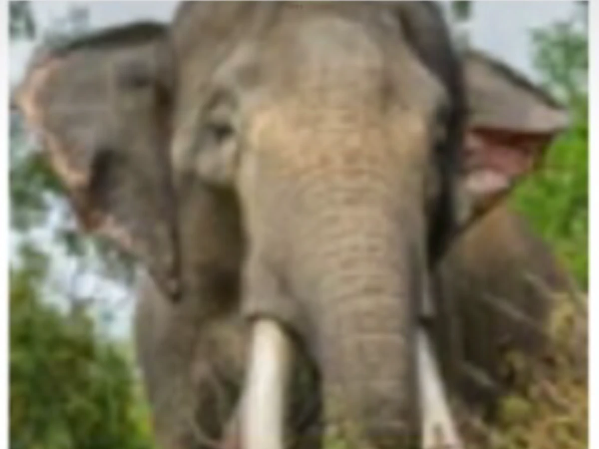 Sumatran Elephant | Gumball And Friends Wiki | Fandom