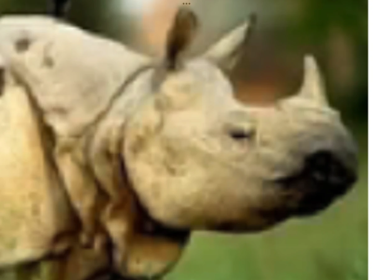 Indian Rhinoceros | Gumball And Friends Wiki | Fandom