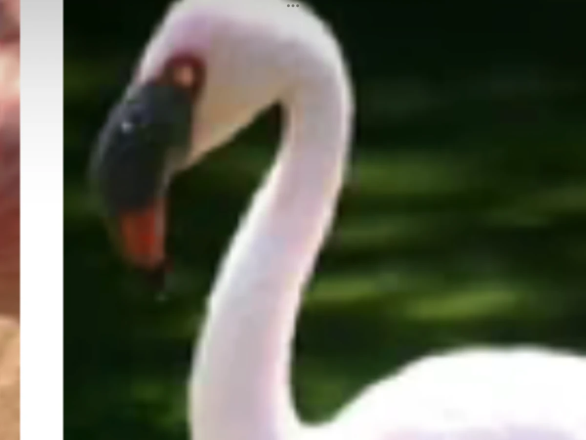Lesser Flamingo | Gumball And Friends Wiki | Fandom