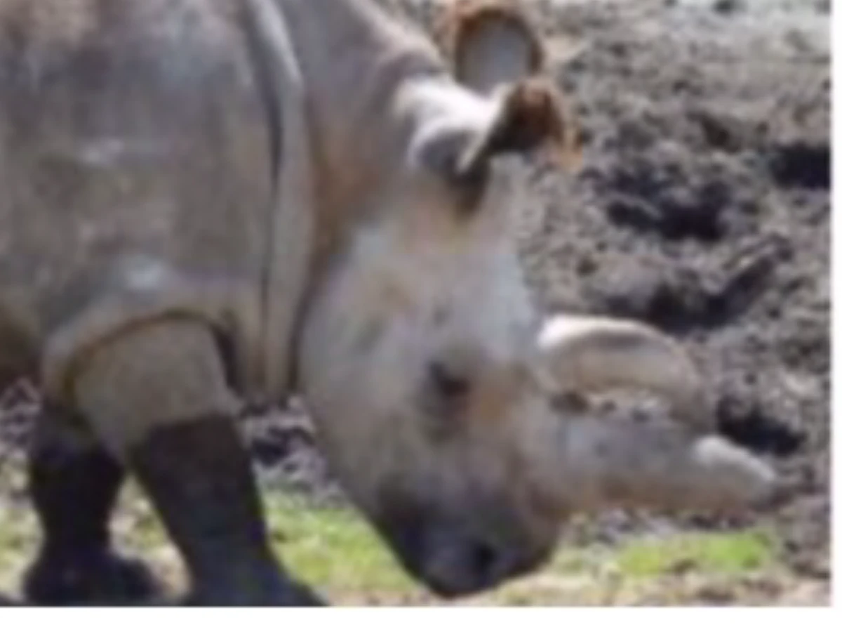 Northern White Rhinoceros | Gumball And Friends Wiki | Fandom