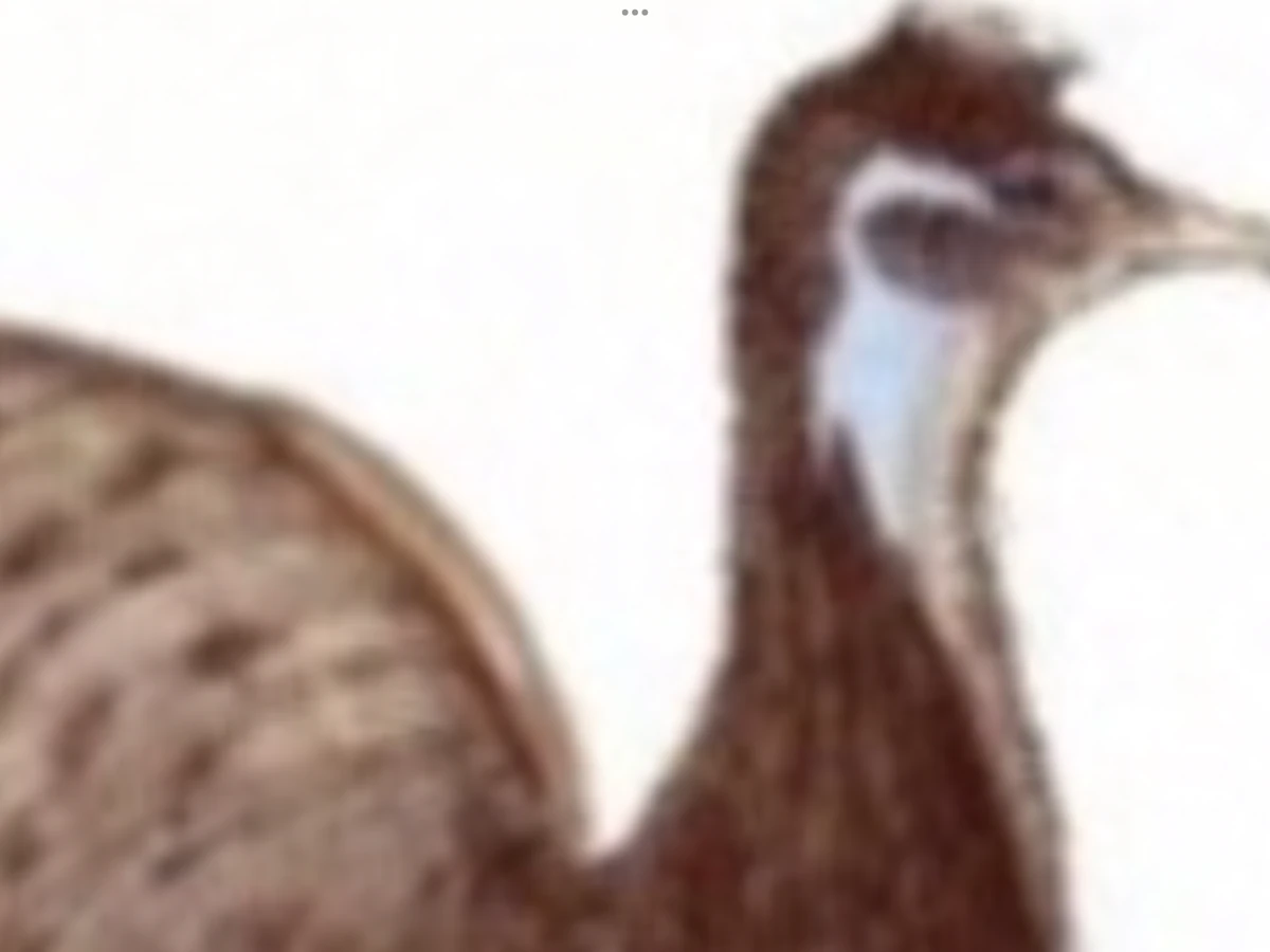 Kangaroo Island Emu | Gumball And Friends Wiki | Fandom