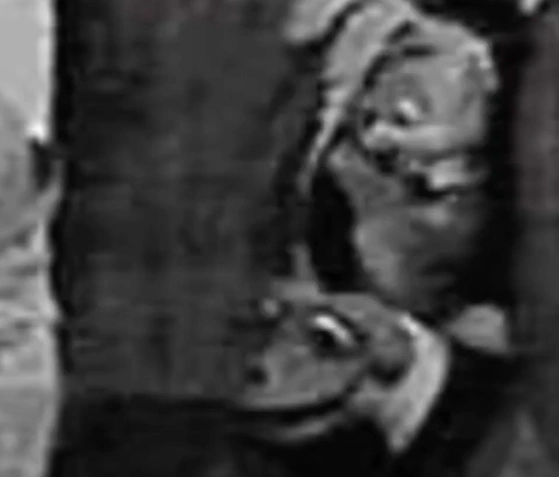 Wooley Rabbit & Filbert Frog | Gumby Wiki | Fandom