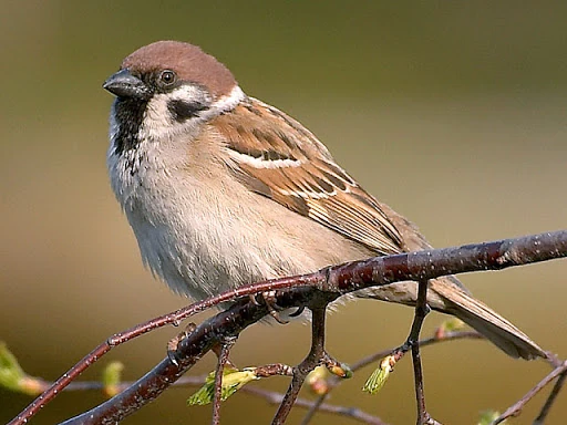 Wróbel Mazurek | Guns'N'Cowpokes Wiki | Fandom