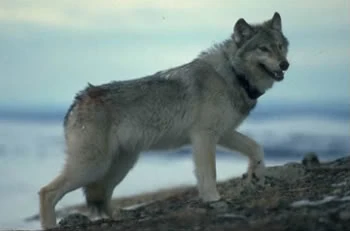 Grey Wolf | GUN the Game Wiki | Fandom