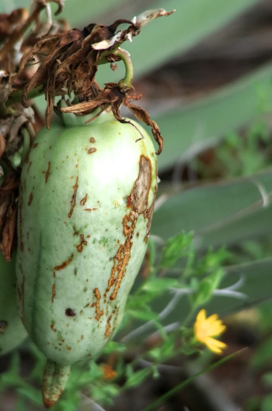 Banana Yucca | GURPS Fallout Wiki | Fandom